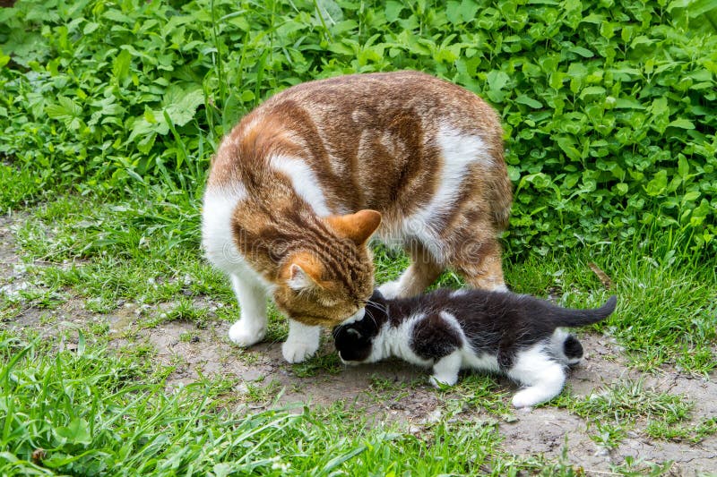 A Cat Sniffs and Licks Her Kitten. Stock Photo - Image of young, couple: 382365254