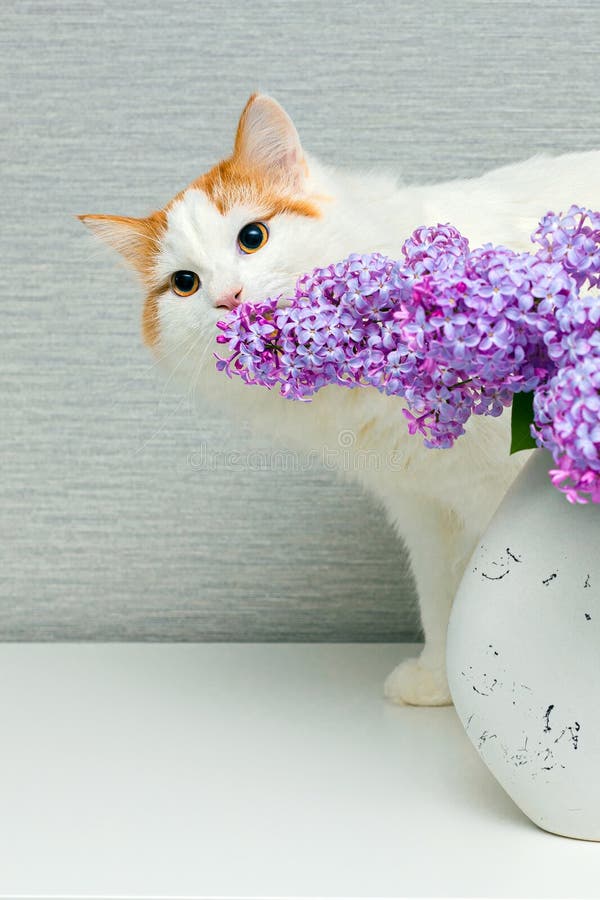 A Cat Sniffs a Lilac Flower Standing in a Vase. Stock Image - Image of ...