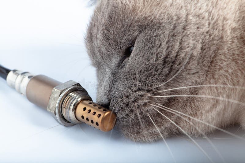 Cat Sniffs the Oxygen Sensor for Gasoline and Diesel Engines. Stock ...