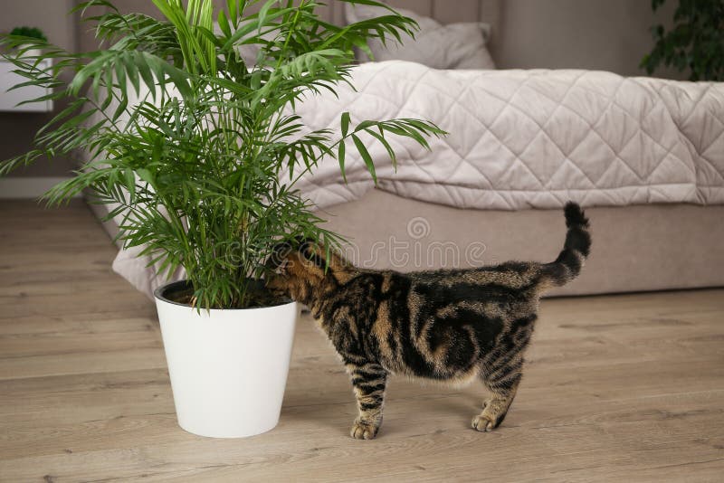The Cat Sniffs a Pot with a Flower Stock Photo - Image of flower ...