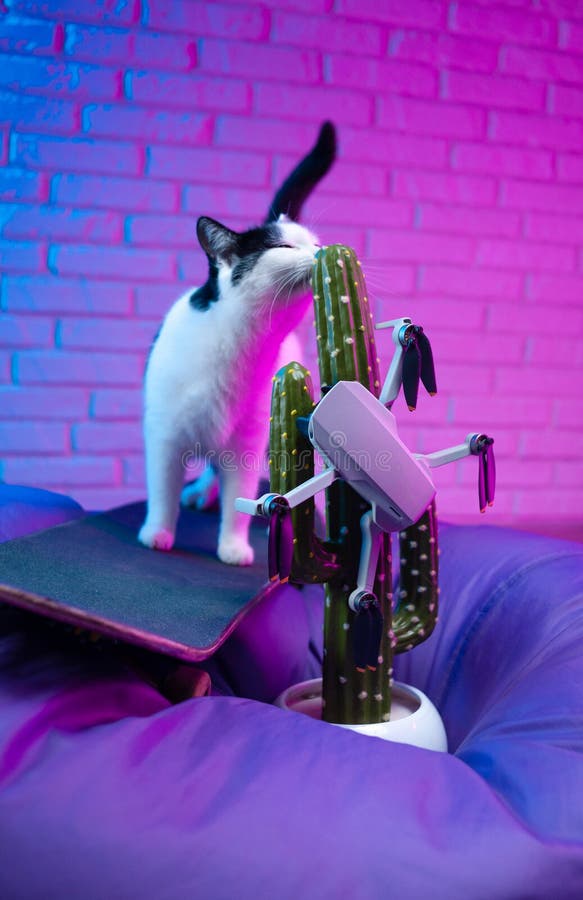 A Cat Sniffs a Quadrocopter that Hangs on a Cactus in the House in Neon ...