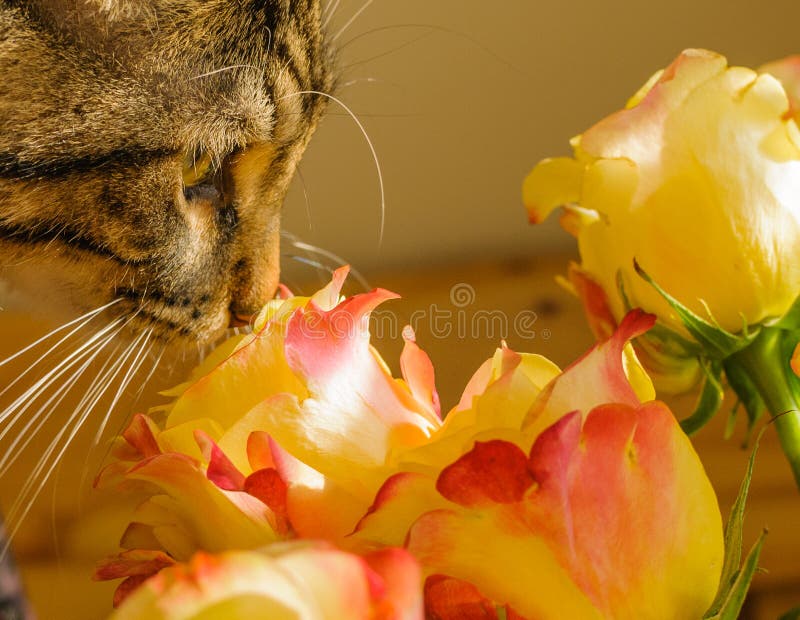 Cat Smell Rose Stock Photos - Free & Royalty-Free Stock Photos from ...