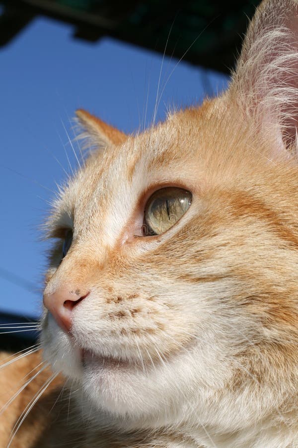 Cat snout stock image. Image of domestic, animal, feline - 15992269