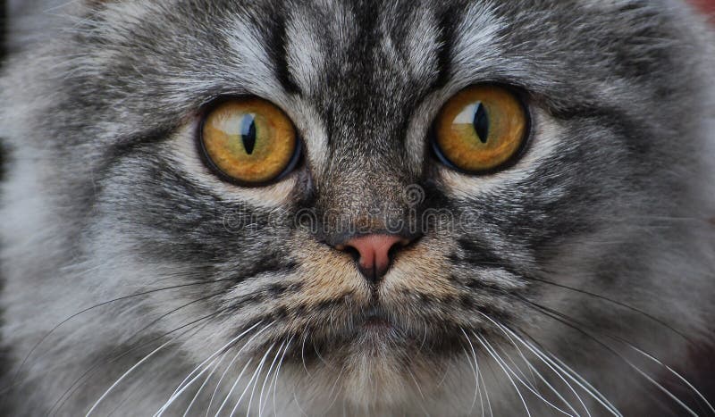Cat Snout stock photo. Image of animal, muzzle, pink, brown - 5058662