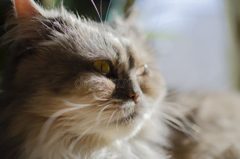 Cat snout, close-up view stock photo. Image of fluffy - 249441118
