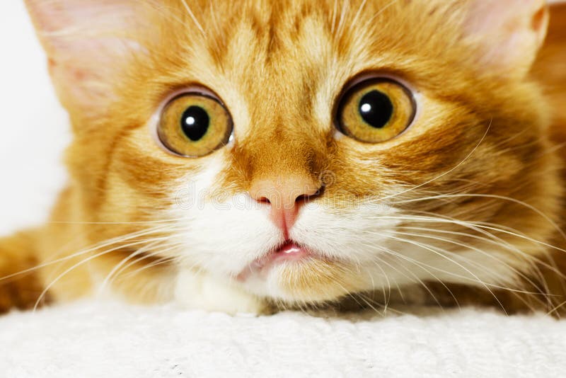 Cat snout closeup stock image. Image of cute, looking - 64717733