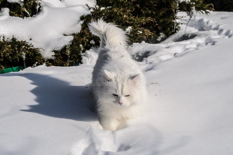 A cat in the snow stock image. Image of white, domestic - 131095095