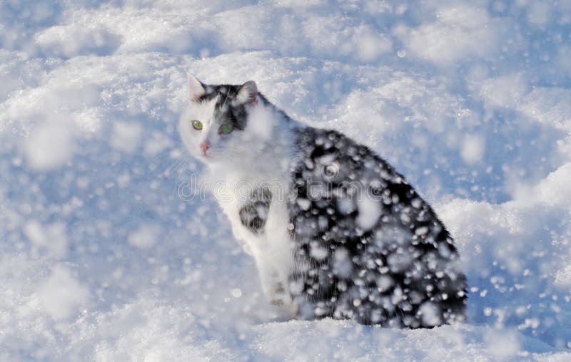 Cat and a snow. stock image. Image of light, pets, brightly - 17372565