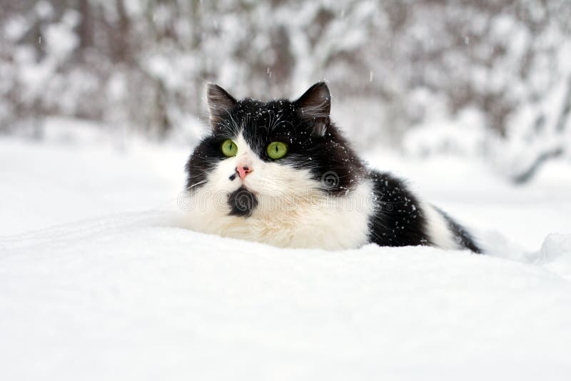Cat on sits on snow stock image. Image of december, hair - 34489809