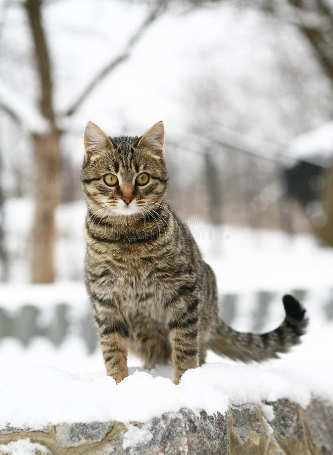 Cat in snow. stock photo. Image of vigilance, white, kitten - 7879460