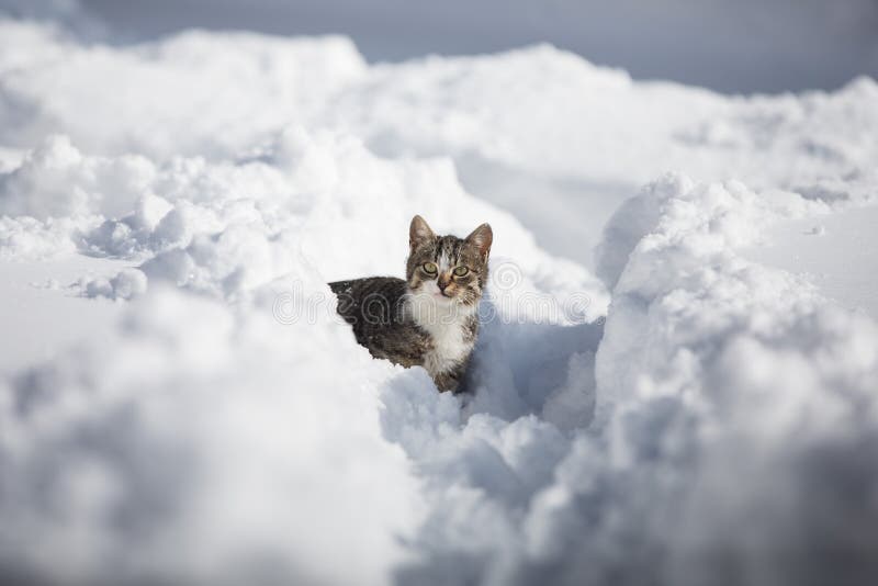 Cat in the snow stock image. Image of young, animal - 172570453