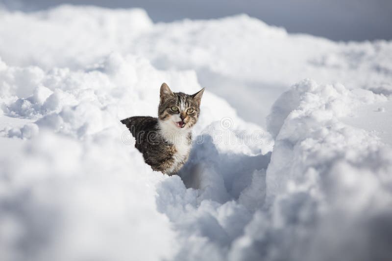 Cat in the snow stock image. Image of hair, christmas - 172570497