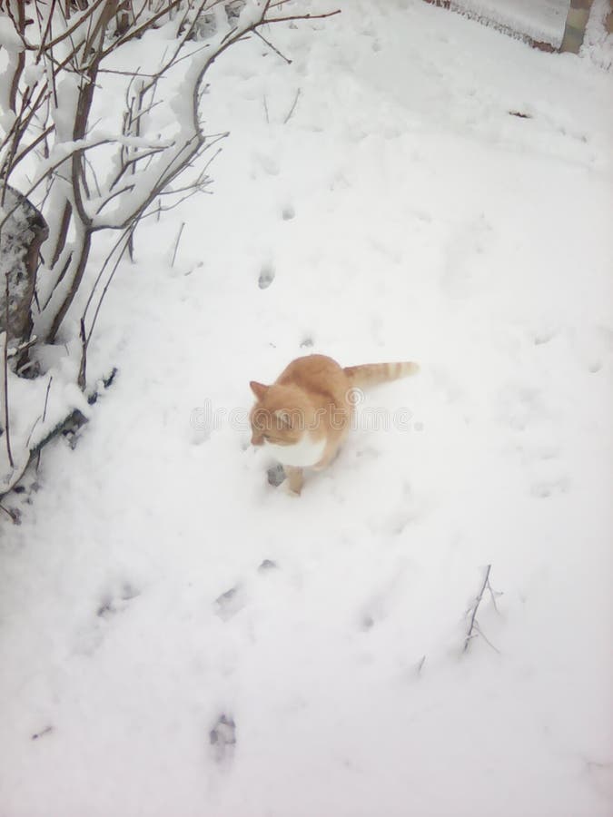 Cat on snow stock image. Image of snow, winter, deep - 108299265