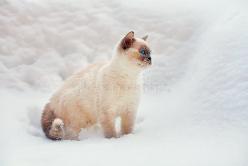 Cat in snow stock image. Image of downy, domestic, december - 47196141