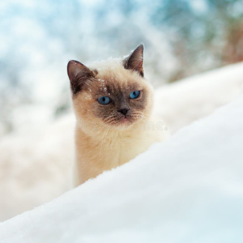 Cat in snow stock photo. Image of alone, gray, nature - 50978864
