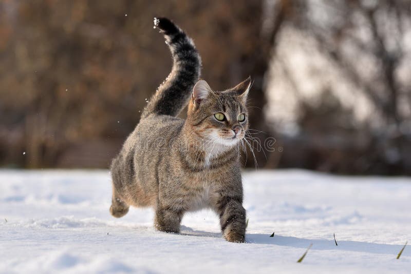 Cat in the Snow. Gray Cat in Winter Goes in the Deep Snow Stock Photo ...