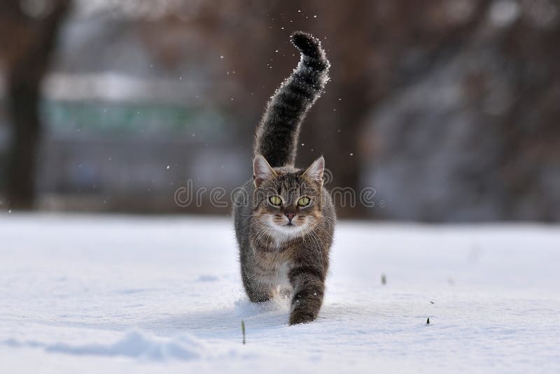 Cat in the Snow. Gray Cat in Winter Goes in the Deep Snow Stock Image ...