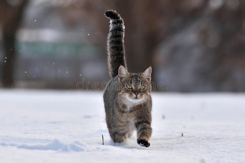 Cat There is in the Snow. Gray Cat in Winter is Going in the Deep Snow ...