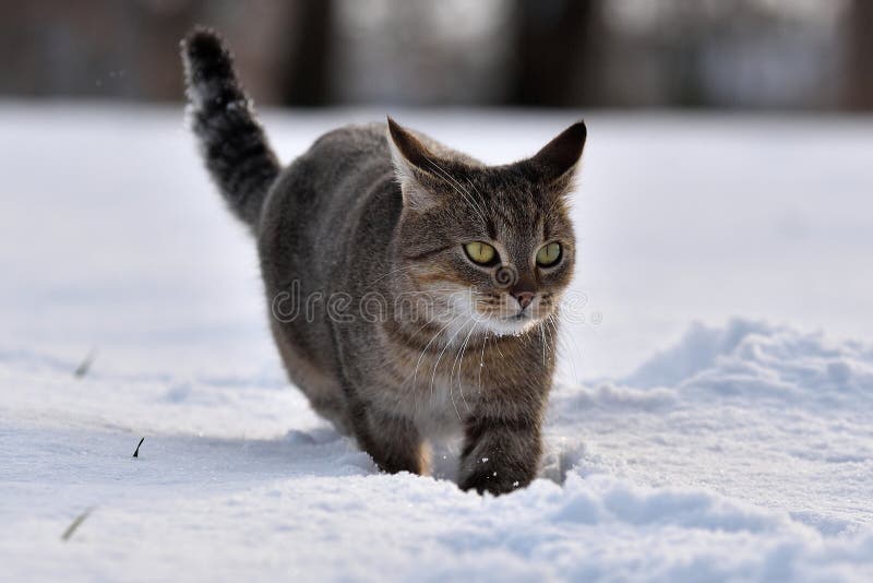Cat in the Snow. Gray Cat in Winter Goes in the Deep Snow Stock Image ...