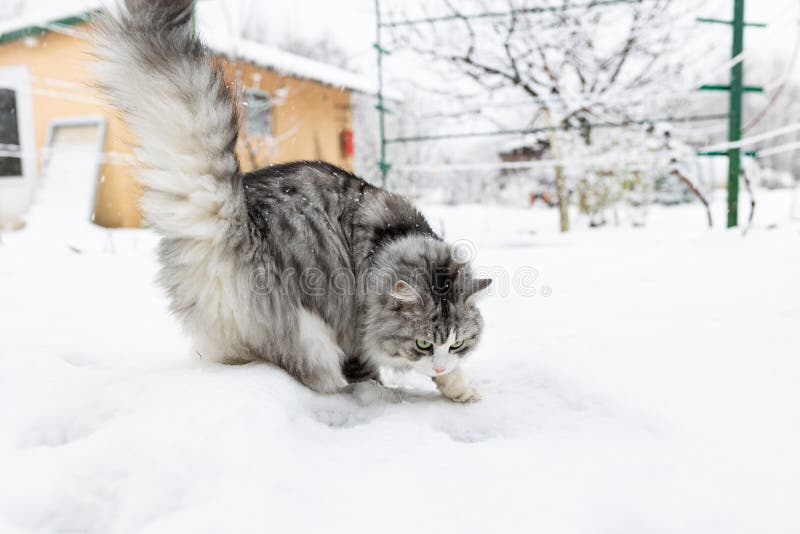 Cat and the Snow. Gray Cat in Winter Walks on a Snow Stock Photo ...