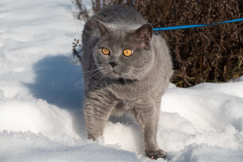 A Small Snowcat in the Parking Lot while Snowing in Alps Switzerland ...
