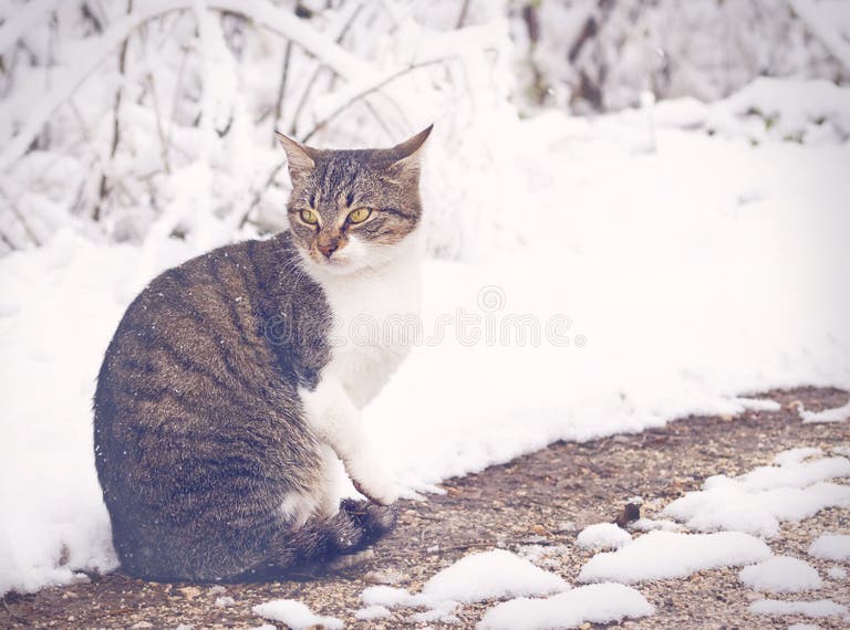Cat on a snow road. stock image. Image of face, domestic - 84171577