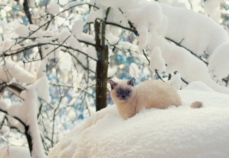 Cat in snow stock photo. Image of outdoor, snowflake - 51239542