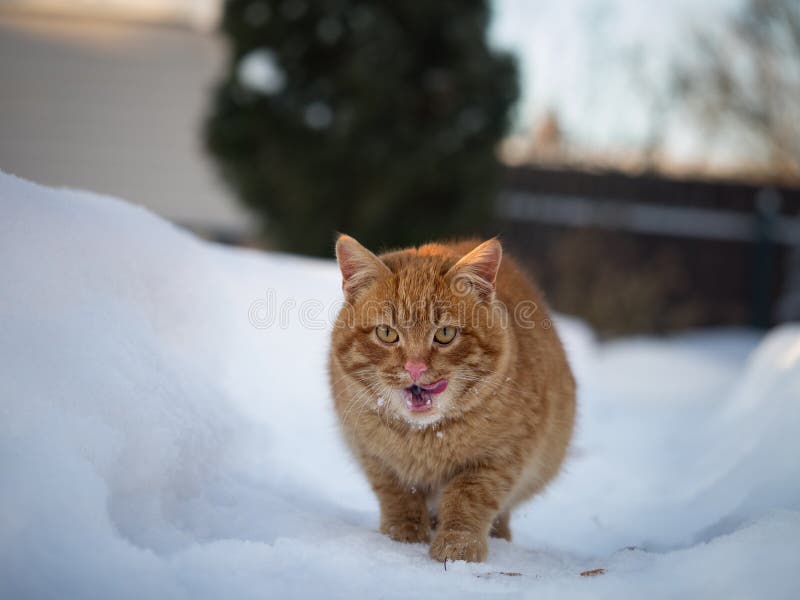Cat in the Snow. Snowflakes on the Face Stock Photo - Image of hunting ...