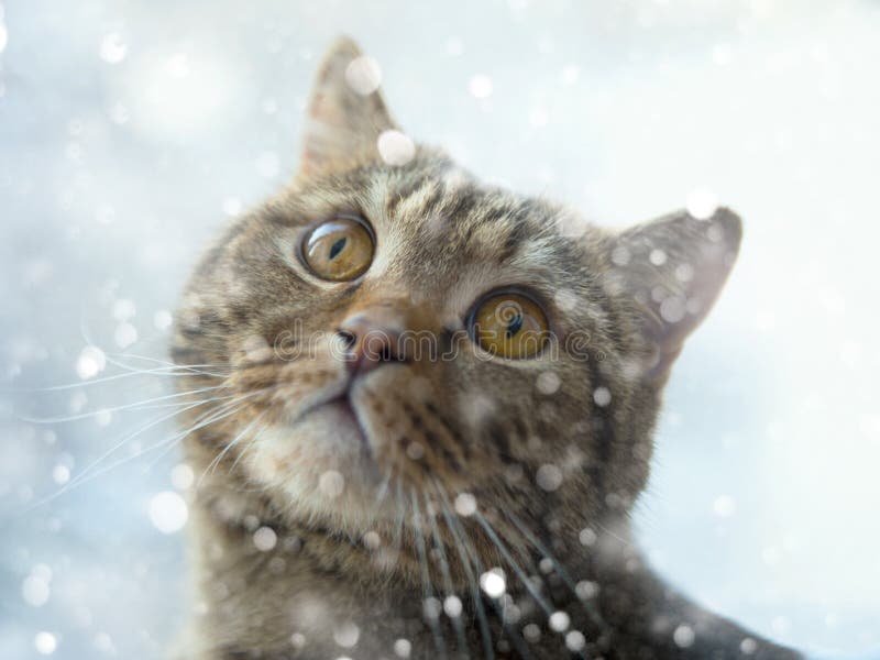 1,480 Cat Window Snow Stock Photos - Free & Royalty-Free Stock Photos ...
