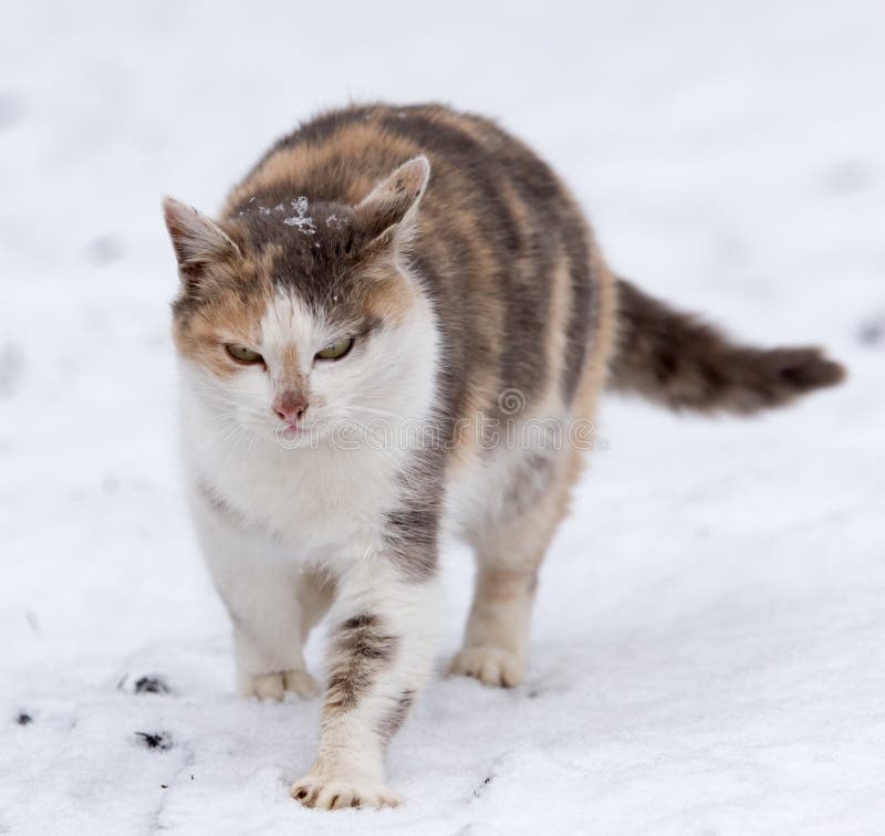 Cat in the Snow in the Winter Stock Image - Image of cold, relax: 109804043