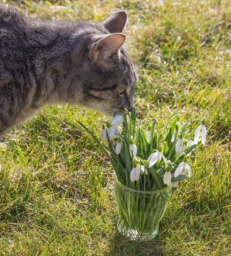 Cat and snowdrops stock photo. Image of flora, detail - 38186032