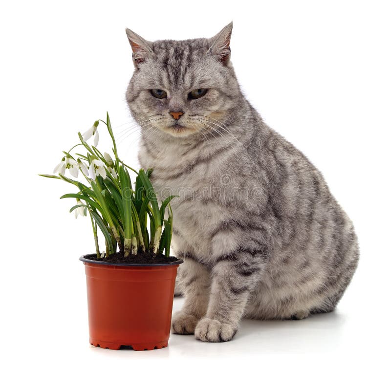 Cat Snowdrops Stock Photos - Free & Royalty-Free Stock Photos from ...