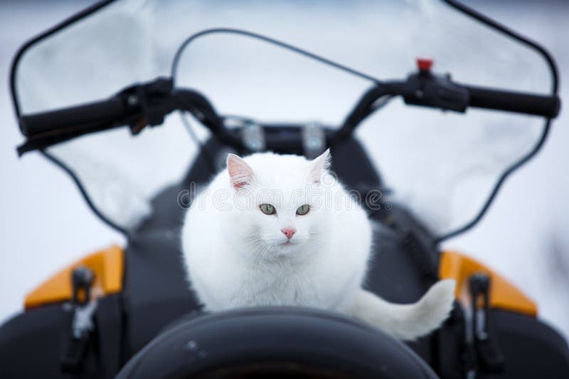 Cat in snowmobile stock photo. Image of white, winter - 29381138