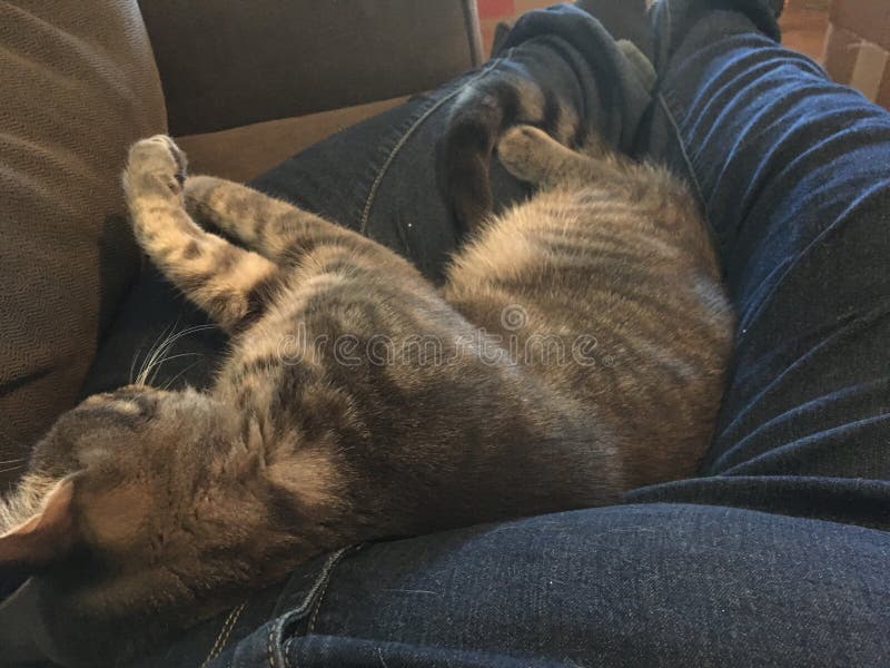 Cat stock photo. Image of snuggled, comfortable, cuddles - 124023568