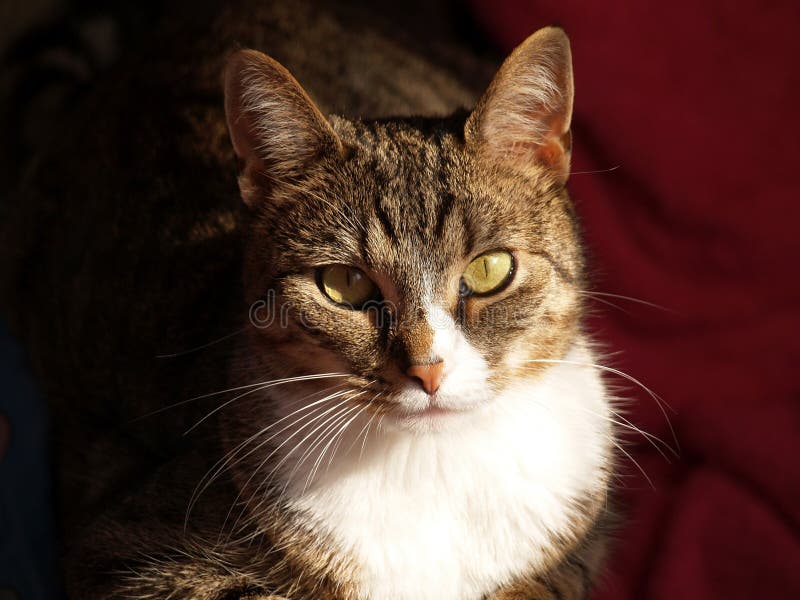 Cat stock photo. Image of animal, soaking, face, whiskers - 52053586