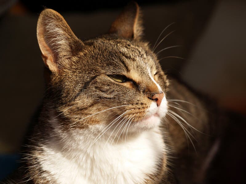 Cat stock photo. Image of snout, organ, mammal, asian - 52054666