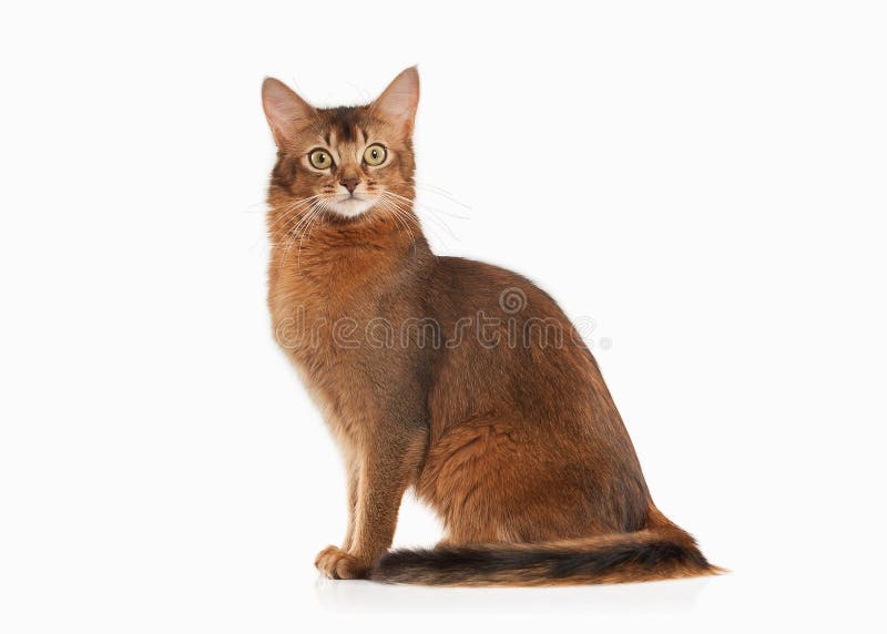 Somali Cat Ruddy Color Portrait on Blue Sofa Stock Image - Image of ...