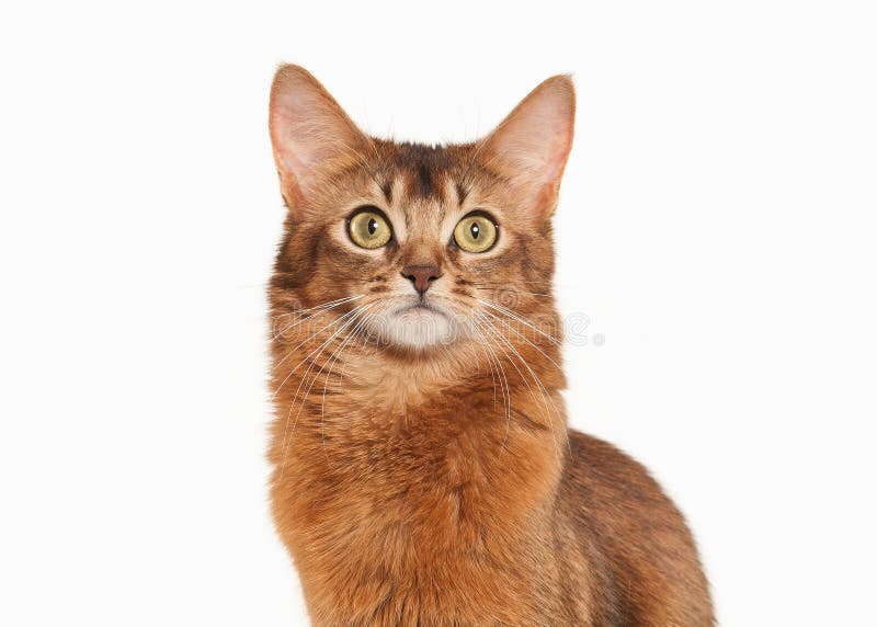 Cat. Somali Cat Ruddy Color on White Bakcground Stock Image - Image of ...