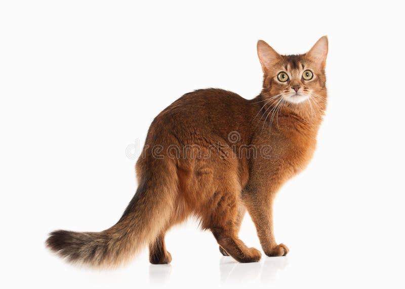Cat. Somali Cat Ruddy Color on White Bakcground Stock Image - Image of ...