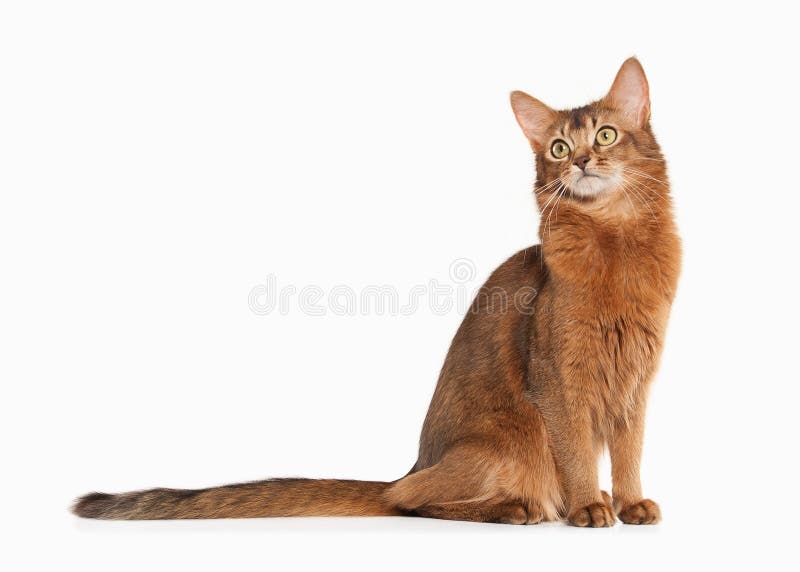 Cat. Somali Cat Ruddy Color on White Bakcground Stock Photo - Image of ...