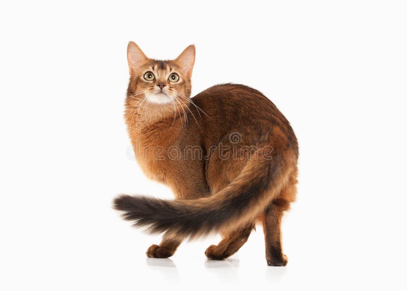 Cat. Somali Cat Ruddy Color on White Bakcground Stock Image - Image of ...