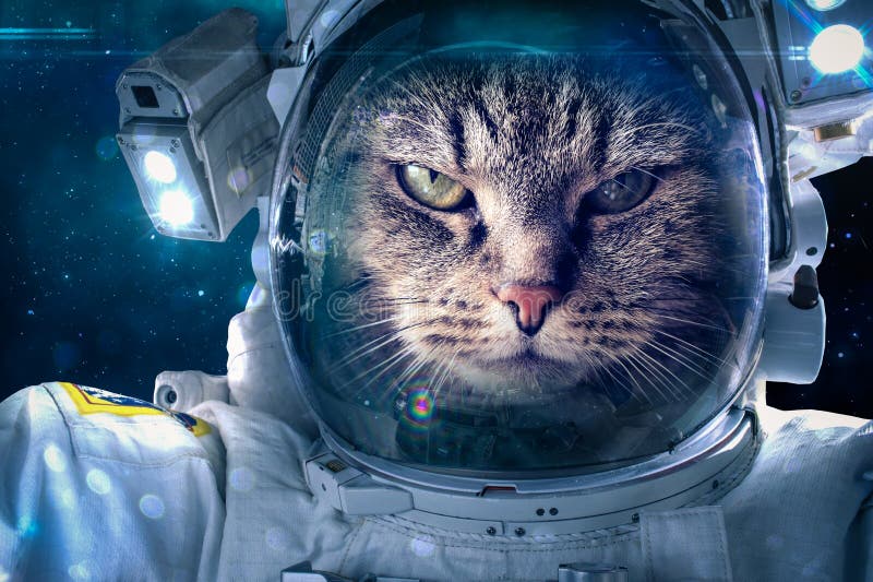 Astronaut Cat Exploring the Space Stock Image - Image of astronomy ...