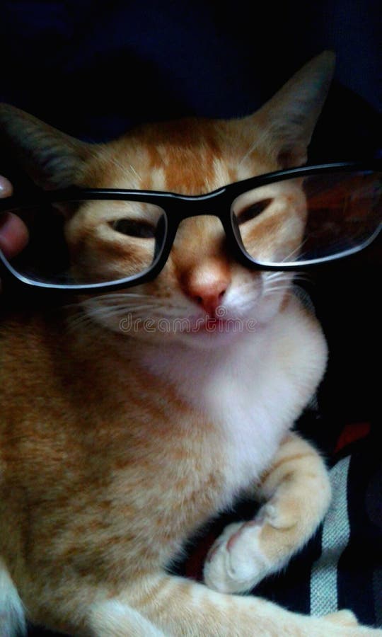 Cat with Spectacles stock image. Image of wearing, spectacles - 136178231