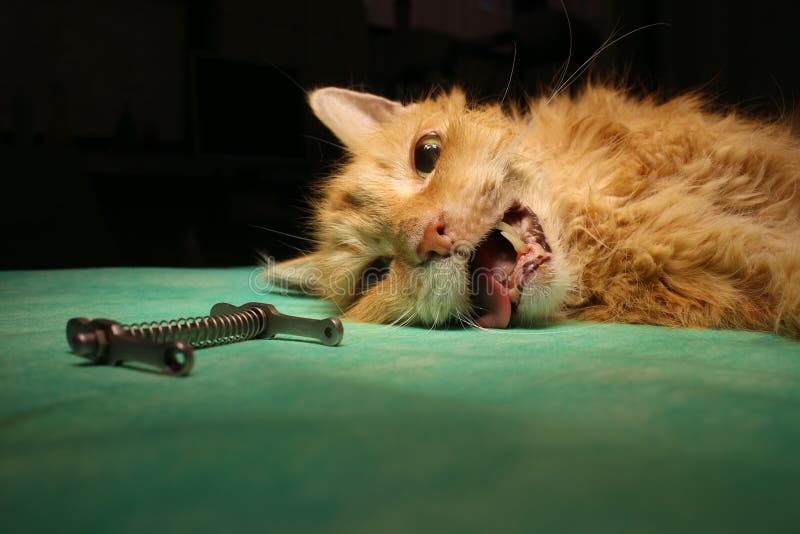Cat with Speculum on Operating Table Stock Photo - Image of veterinary ...