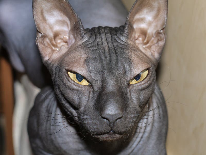 Sphynx Cat Standing Su Hind Legs Reaching Paw, Nera Immagine Stock ...