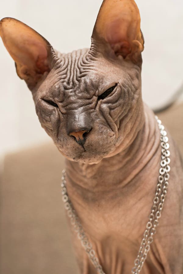 Cat Sphinx with Chain on Neck Stock Image - Image of neck, cute: 47828621