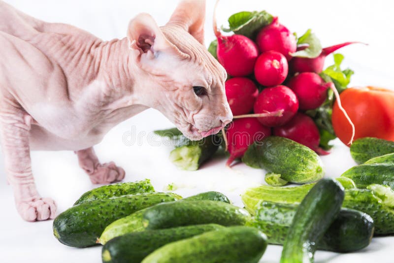 Cat Sphinx Eating Fresh Cucumber Stock Photo - Image of breed, mammal ...