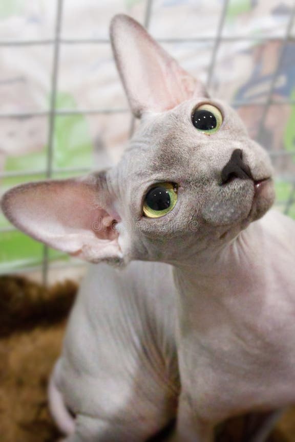 Cat sphinx stock image. Image of frame, cute, domestic - 34955449