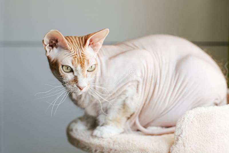 Cat. the Sphinx. a Hairless Purebred Cat Stock Photo - Image of ...