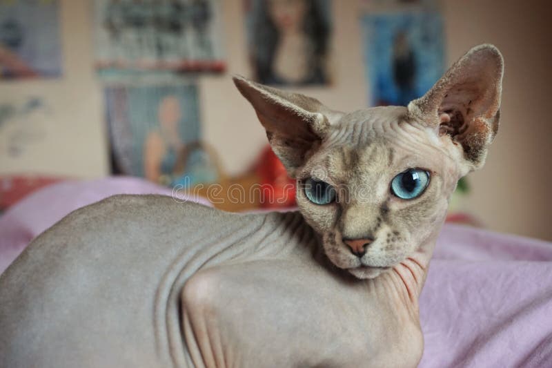 Cat Sphinx stock image. Image of mammal, sphinx, green - 75399335
